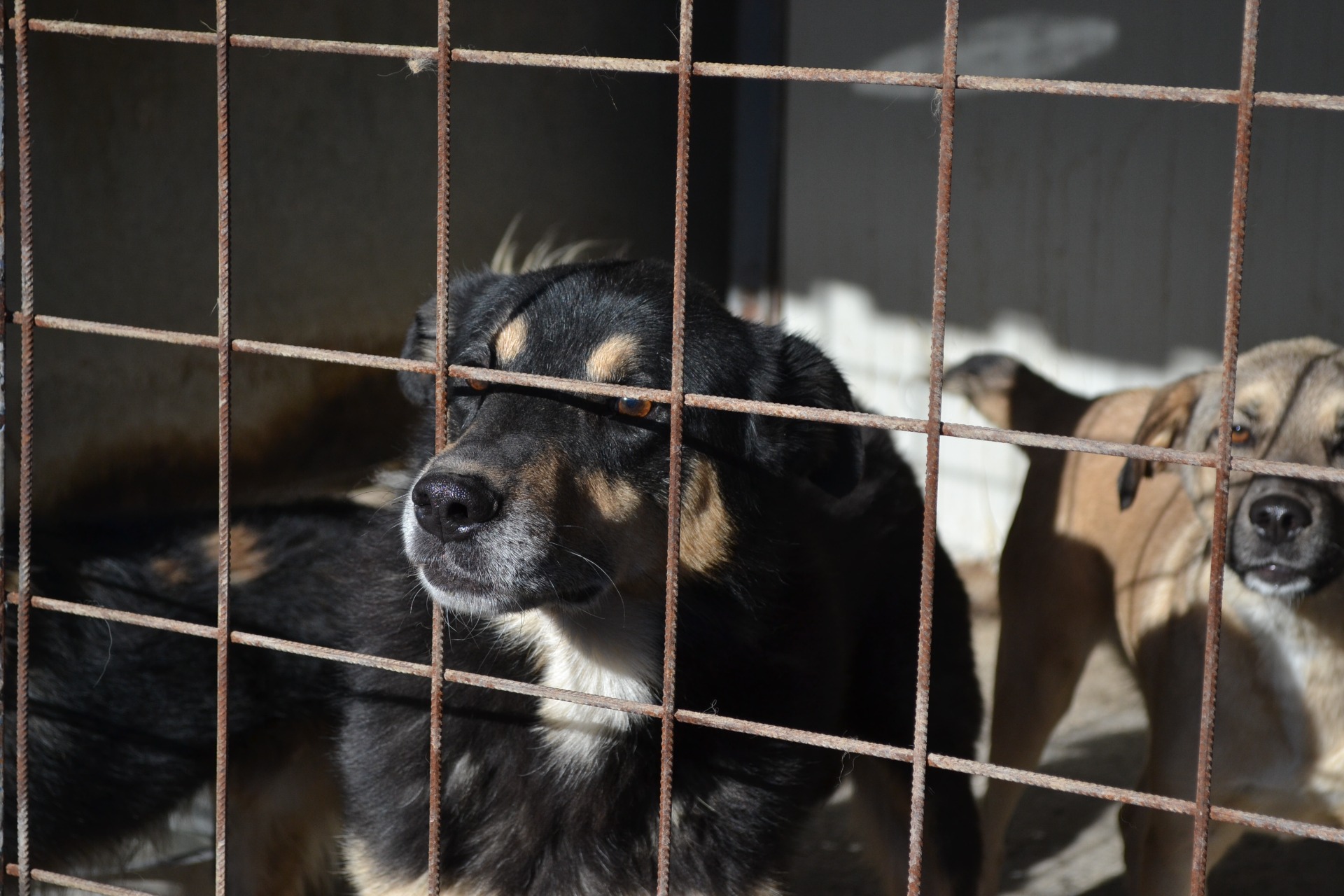 Adopterade hundar :: Rolda Sverige