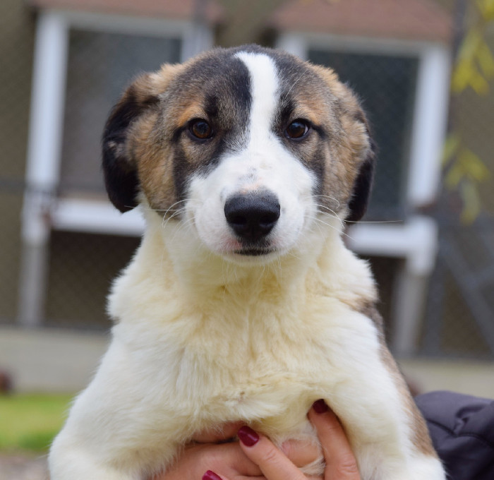 Toby :: Rolda Sverige